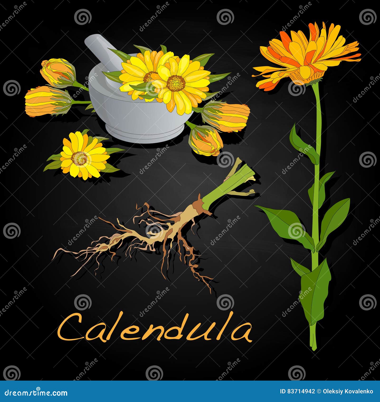 Calendula Vector Illustration Stock Vector - Illustration of beauty ...