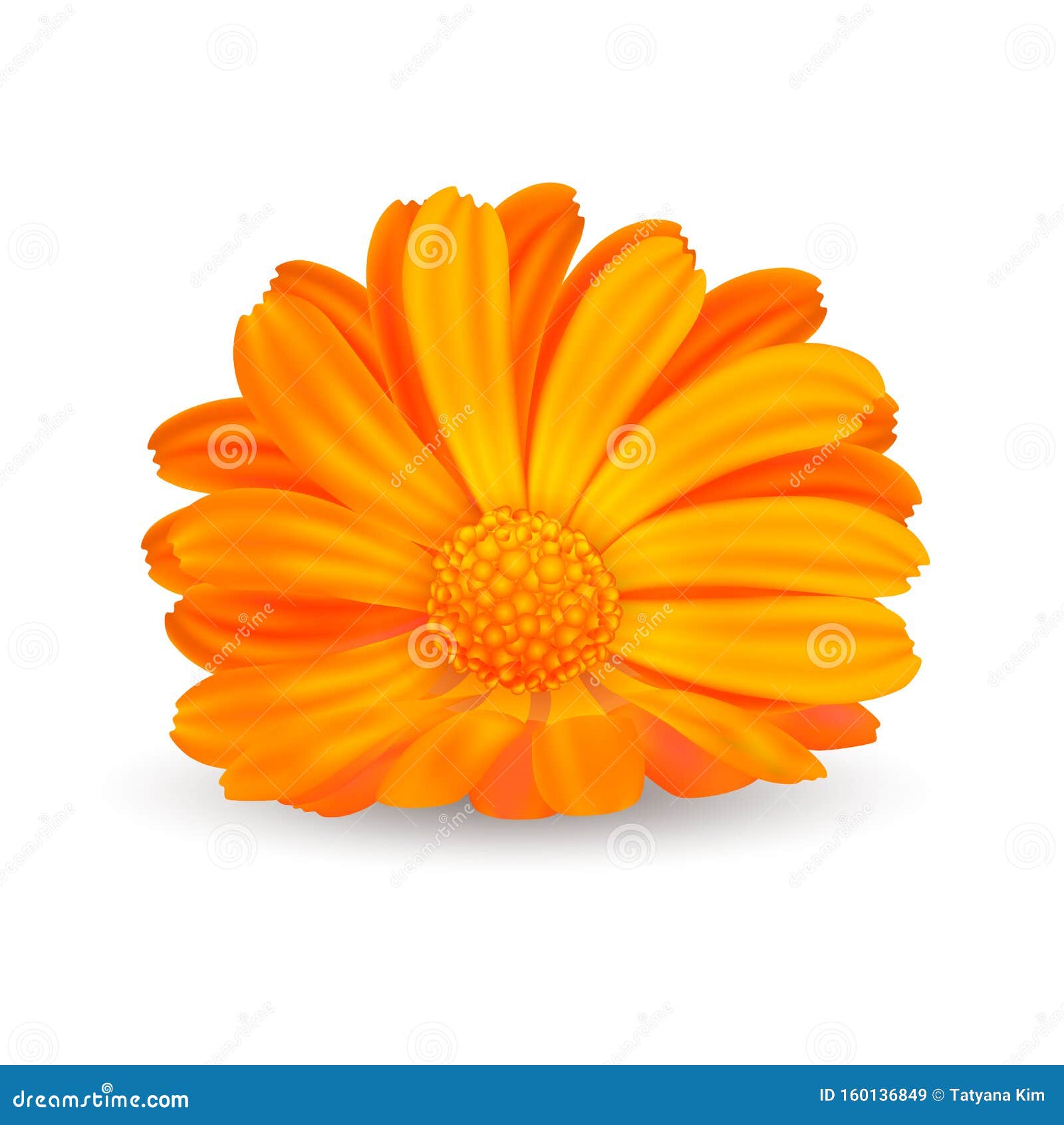 Calendula Vector Illustration Isolated. One Calendula Flower Stock ...
