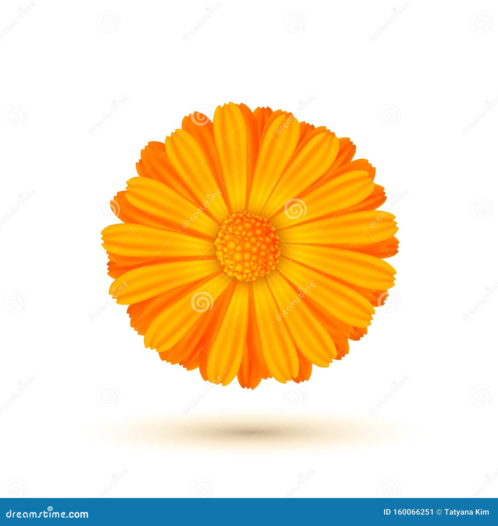 Calendula Vector Illustration Isolated. One Calendula Flower Stock ...