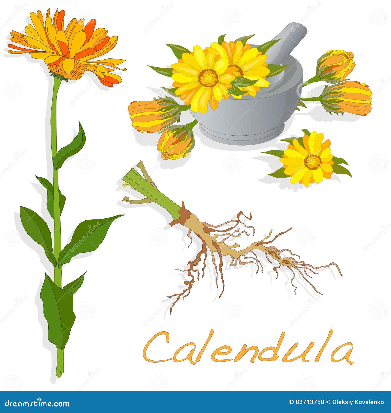 Calendula Vector Illustration Stock Vector - Illustration of head ...