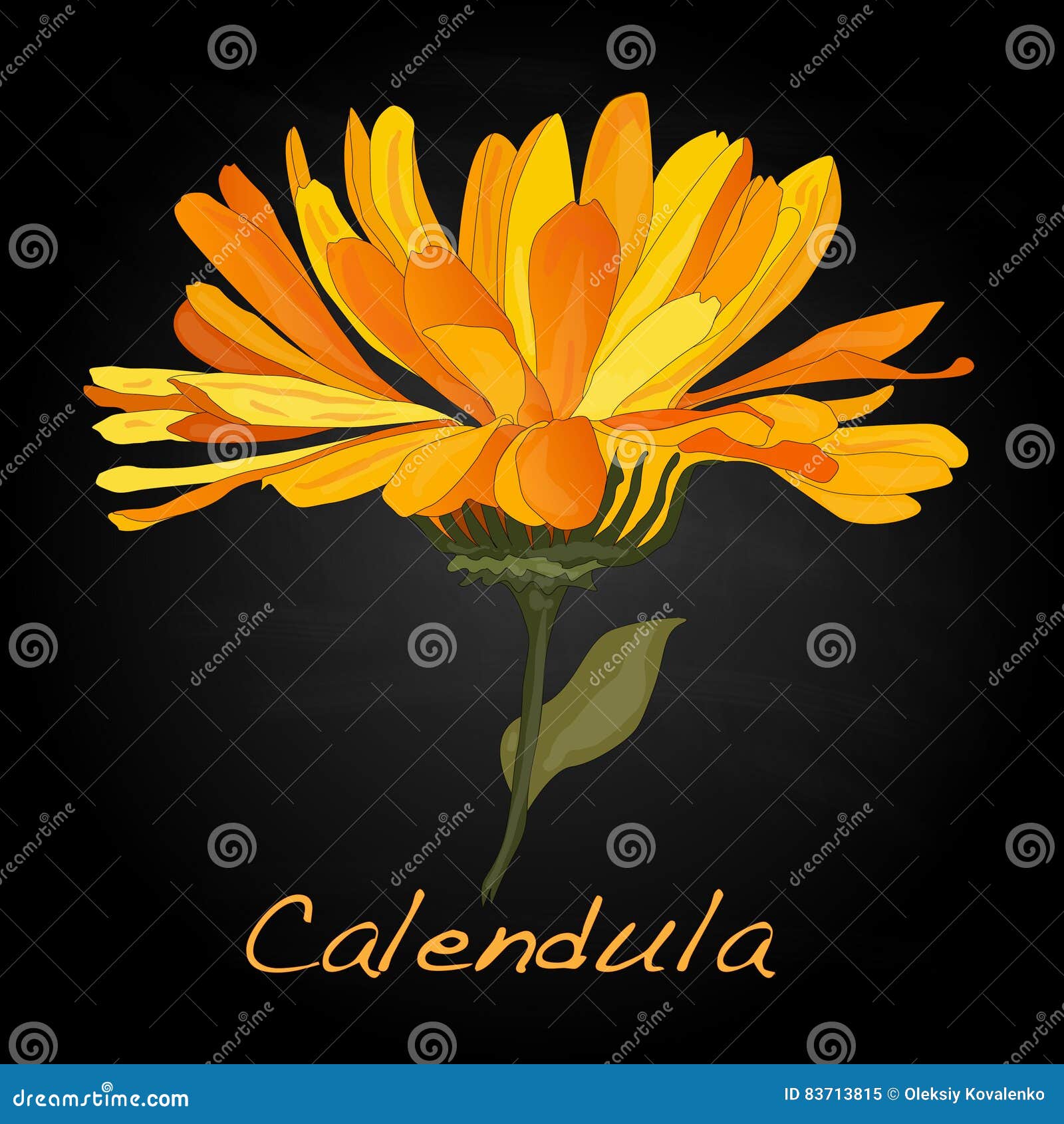 Calendula Vector Drawing. Isolated Medical Flower And Leaves. Herbal ...