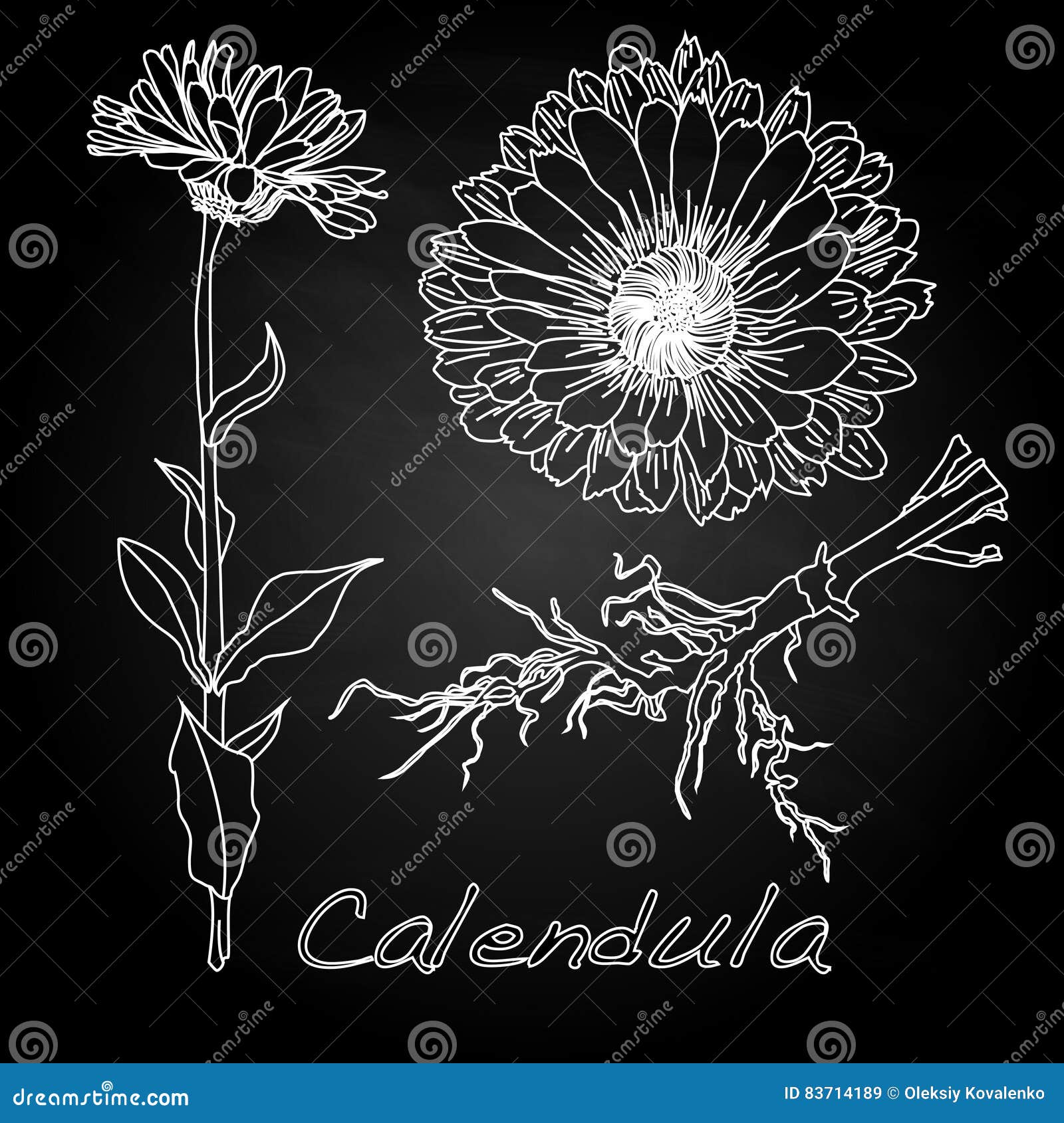 Calendula Vector Illustration Stock Vector - Illustration of flower ...