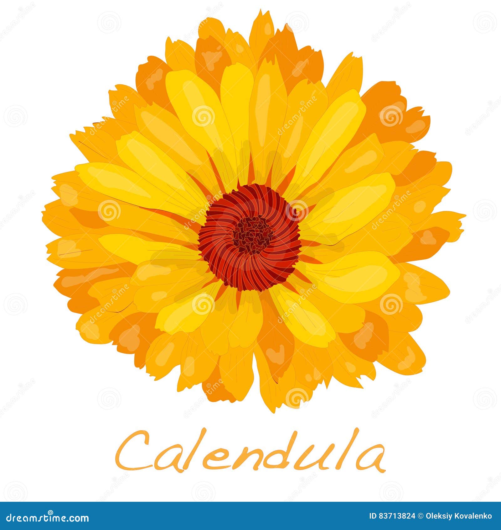 Calendula Vector Drawing. Isolated Medical Flower And Leaves. Herbal ...