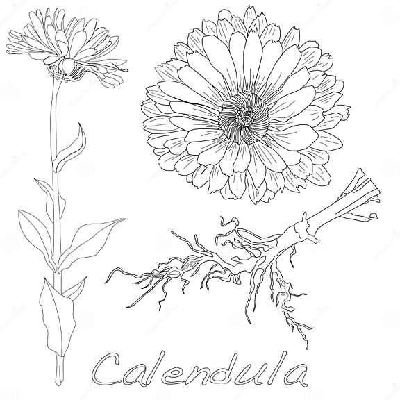Calendula Vector Illustration Stock Vector - Illustration of healthy ...