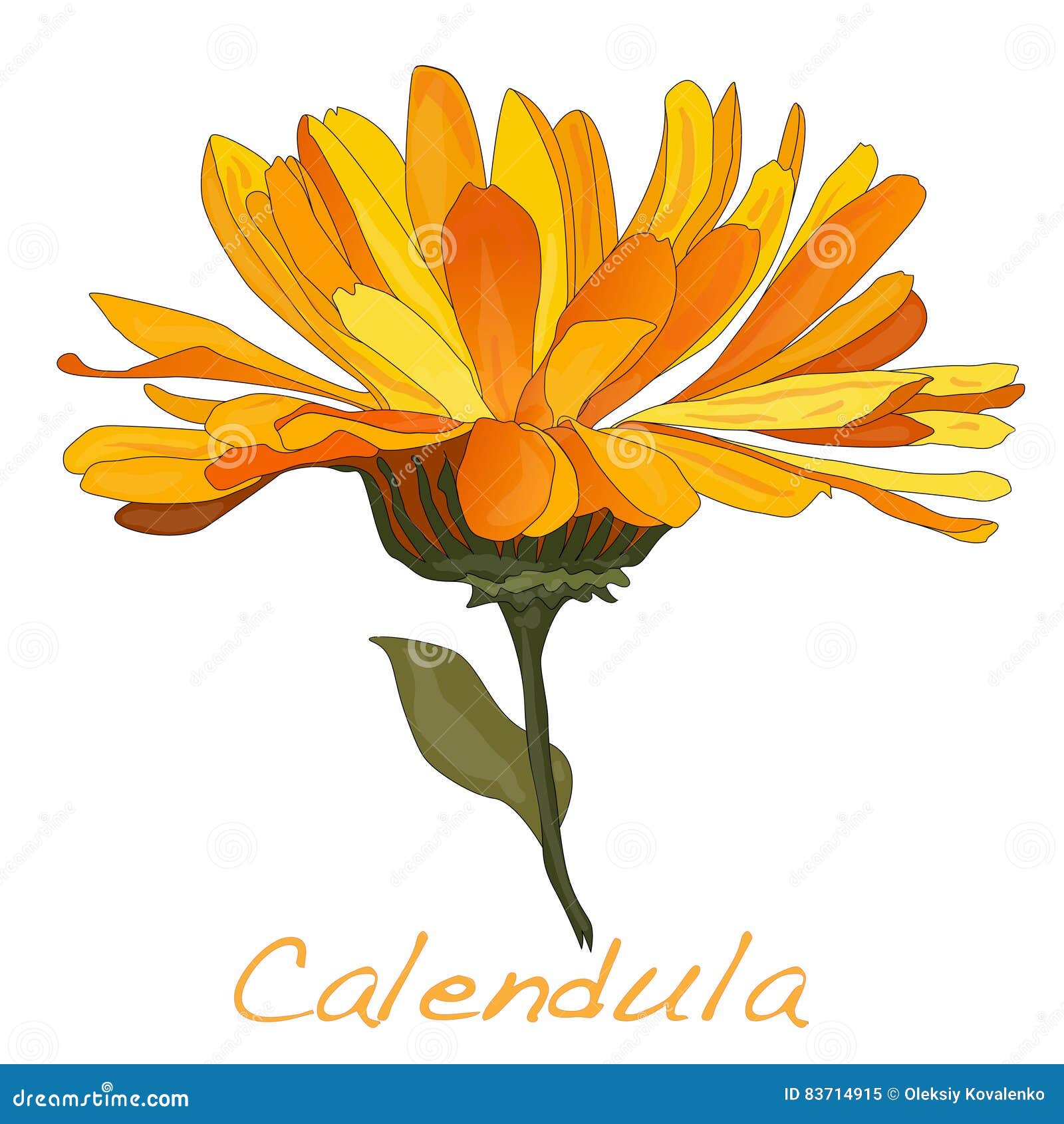 Calendula Vector Illustration Stock Vector - Illustration of vector ...