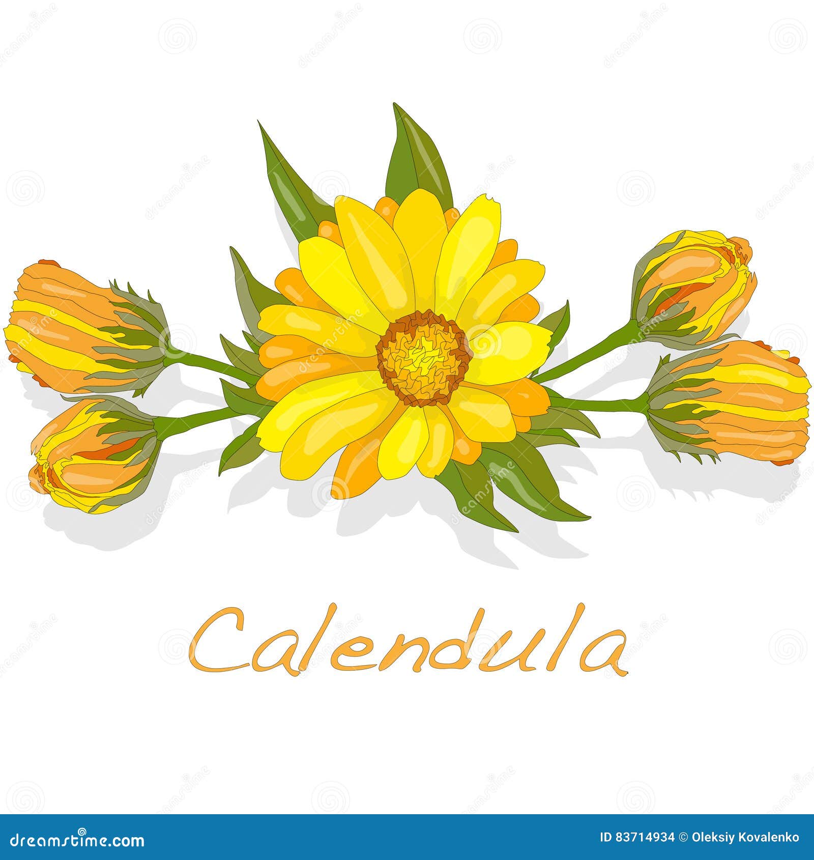 Calendula Vector Illustration Stock Vector - Illustration of marigold ...