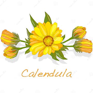 Calendula Vector Illustration Stock Vector - Illustration of marigold ...