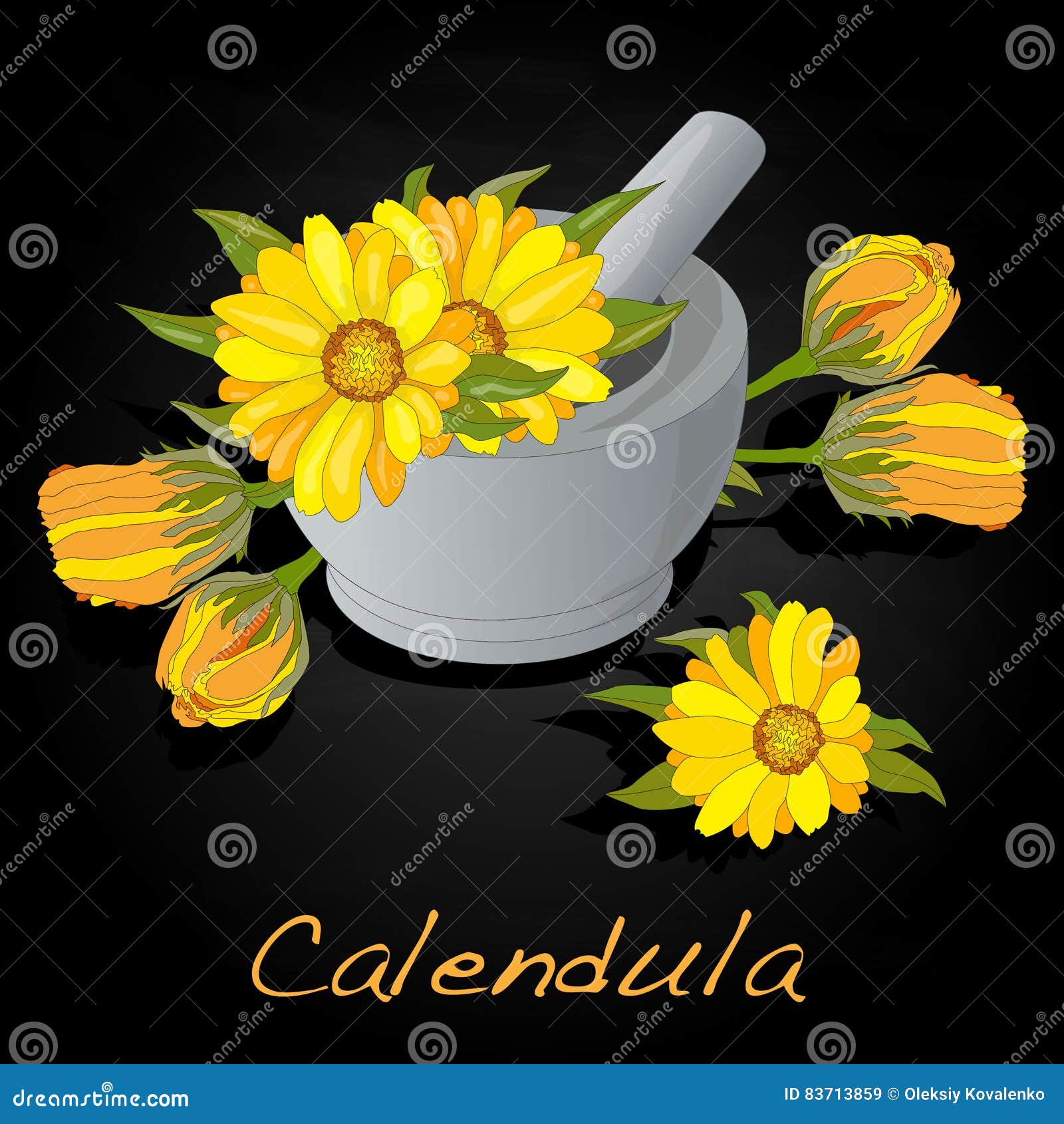 Calendula Vector Illustration Stock Vector - Illustration of head ...