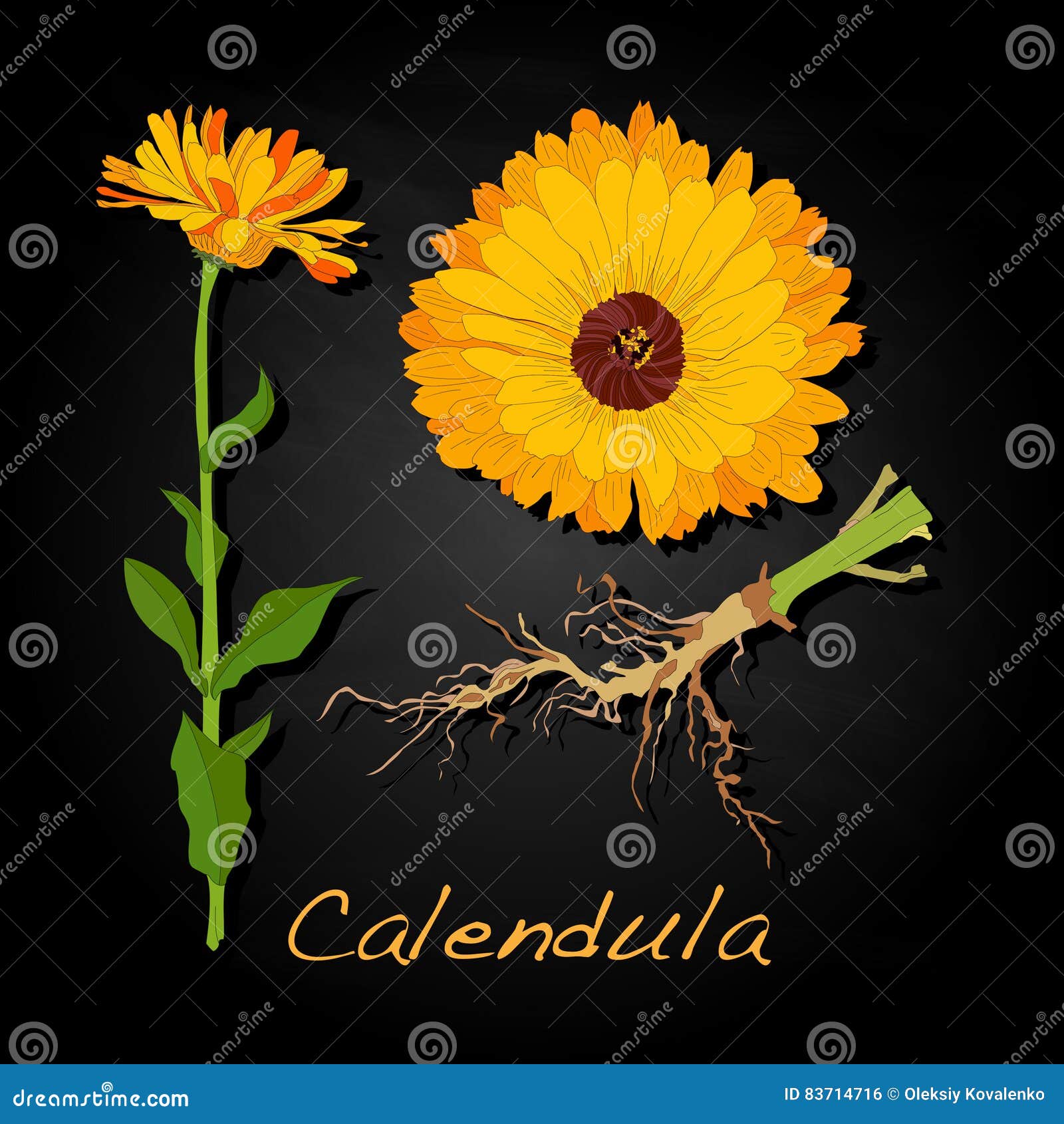 Calendula Vector Illustration Stock Vector - Illustration of head ...