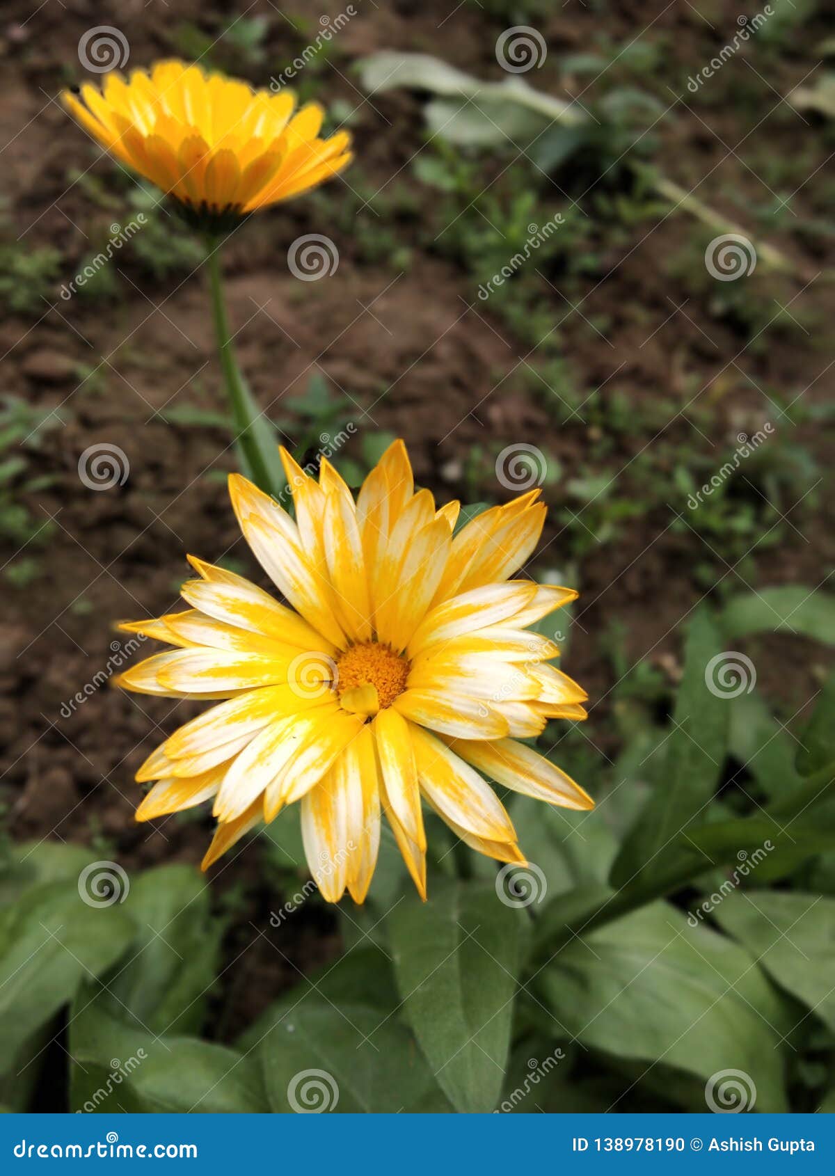 Calendula stock photo. Image of blooms, flower, yellow - 138978190