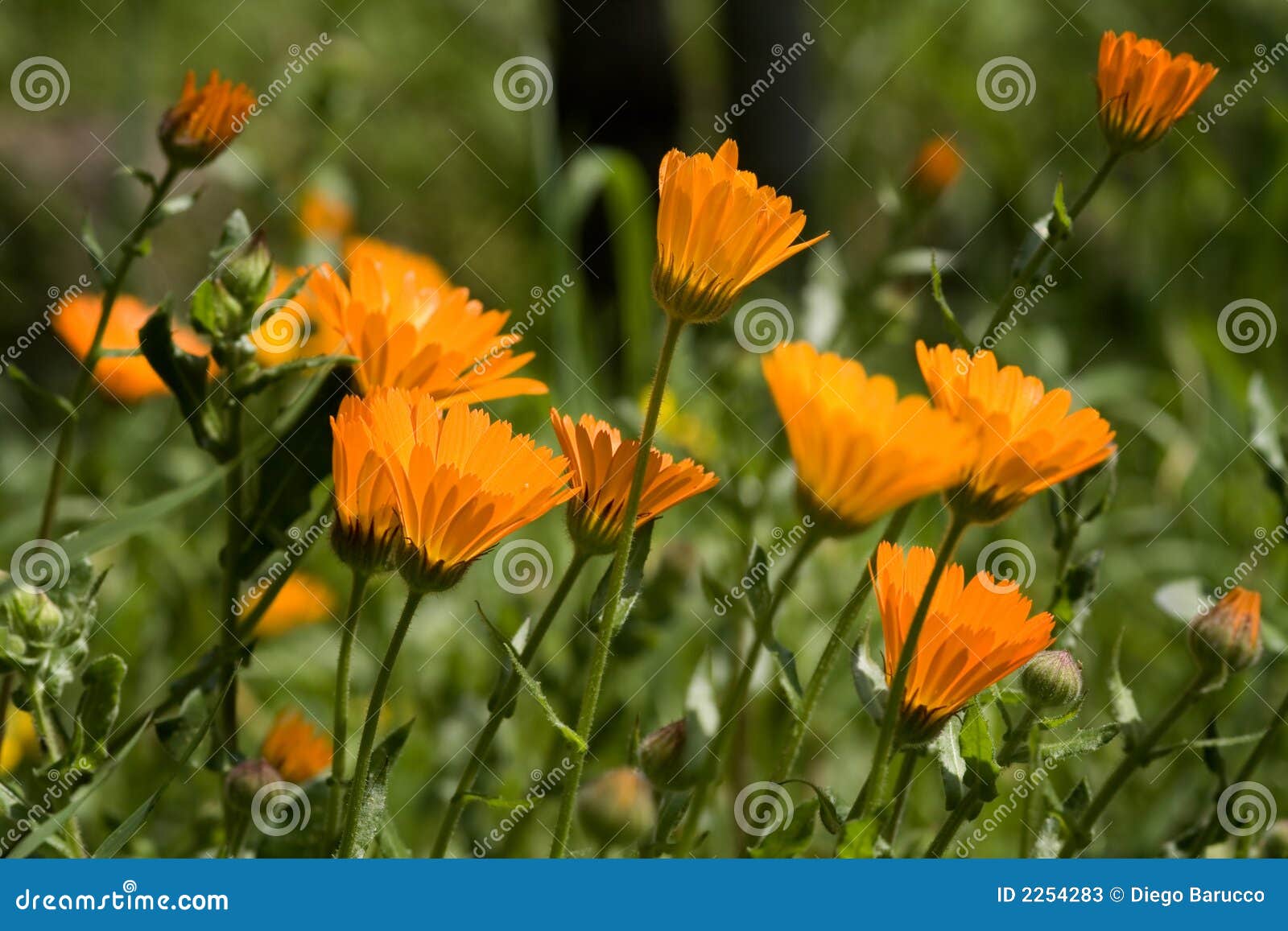 Calendulae stock image. Image of point, pink, symmetry - 2254283