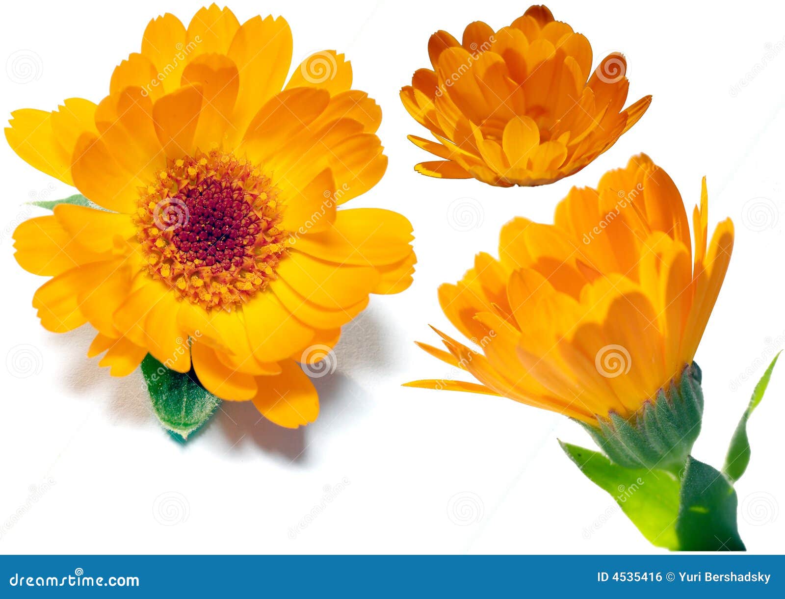Calendulas stock photo. Image of botanic, pistil, growth - 4535416