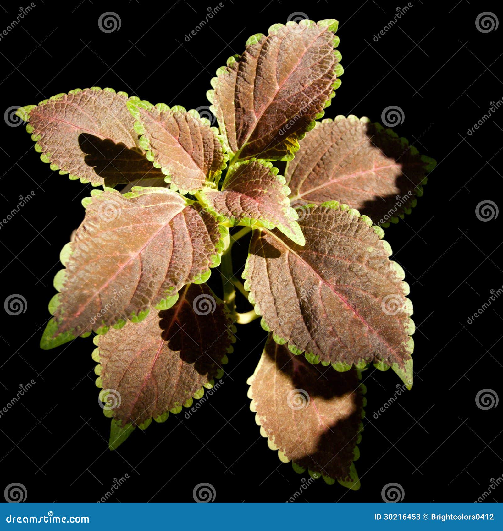 Caleus Ornamental Plants stock image. Image of garden - 30216453