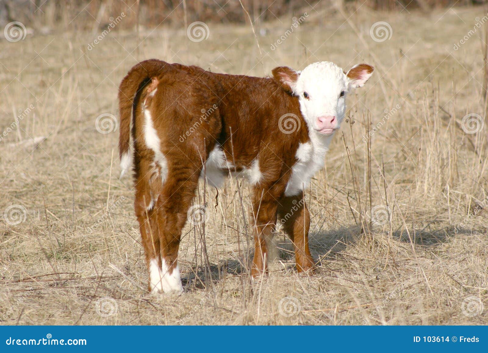 Calf stock photo. Image of animal, calf, brun, farm, meat - 103614