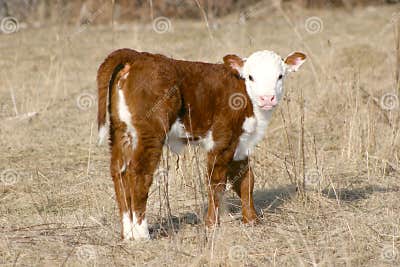 Calf stock photo. Image of animal, calf, brun, farm, meat - 103614