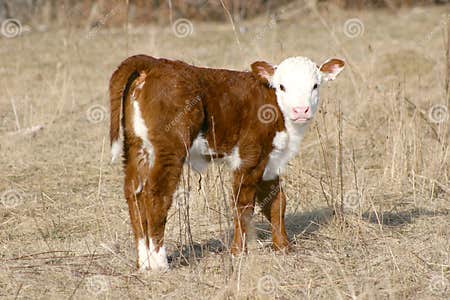 Calf stock photo. Image of animal, calf, brun, farm, meat - 103614