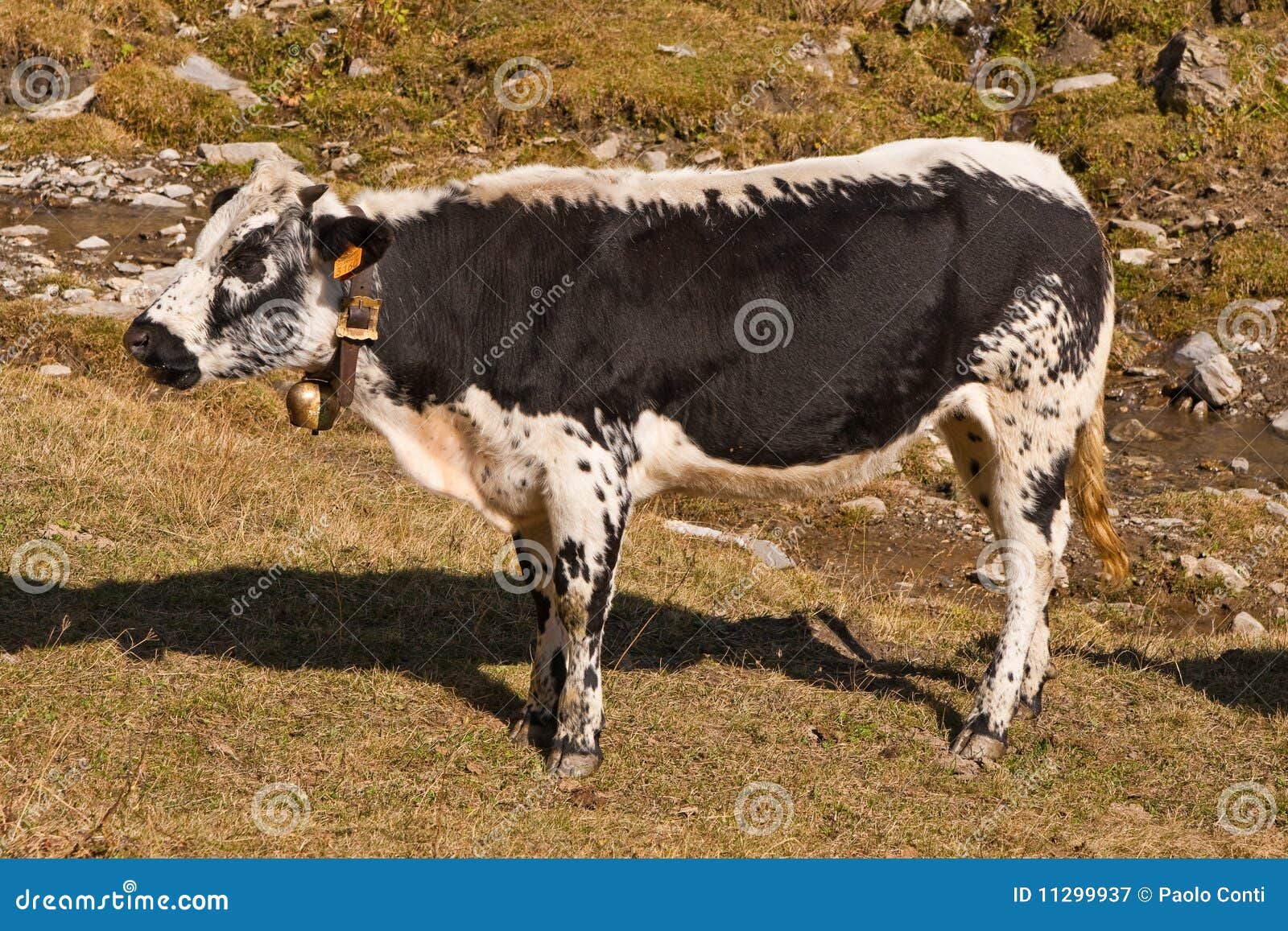 The calf stock image. Image of bovine, livestock, beef - 11299937
