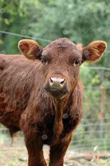 Calf stock photo. Image of cows, farming, expression, adorable - 1289170