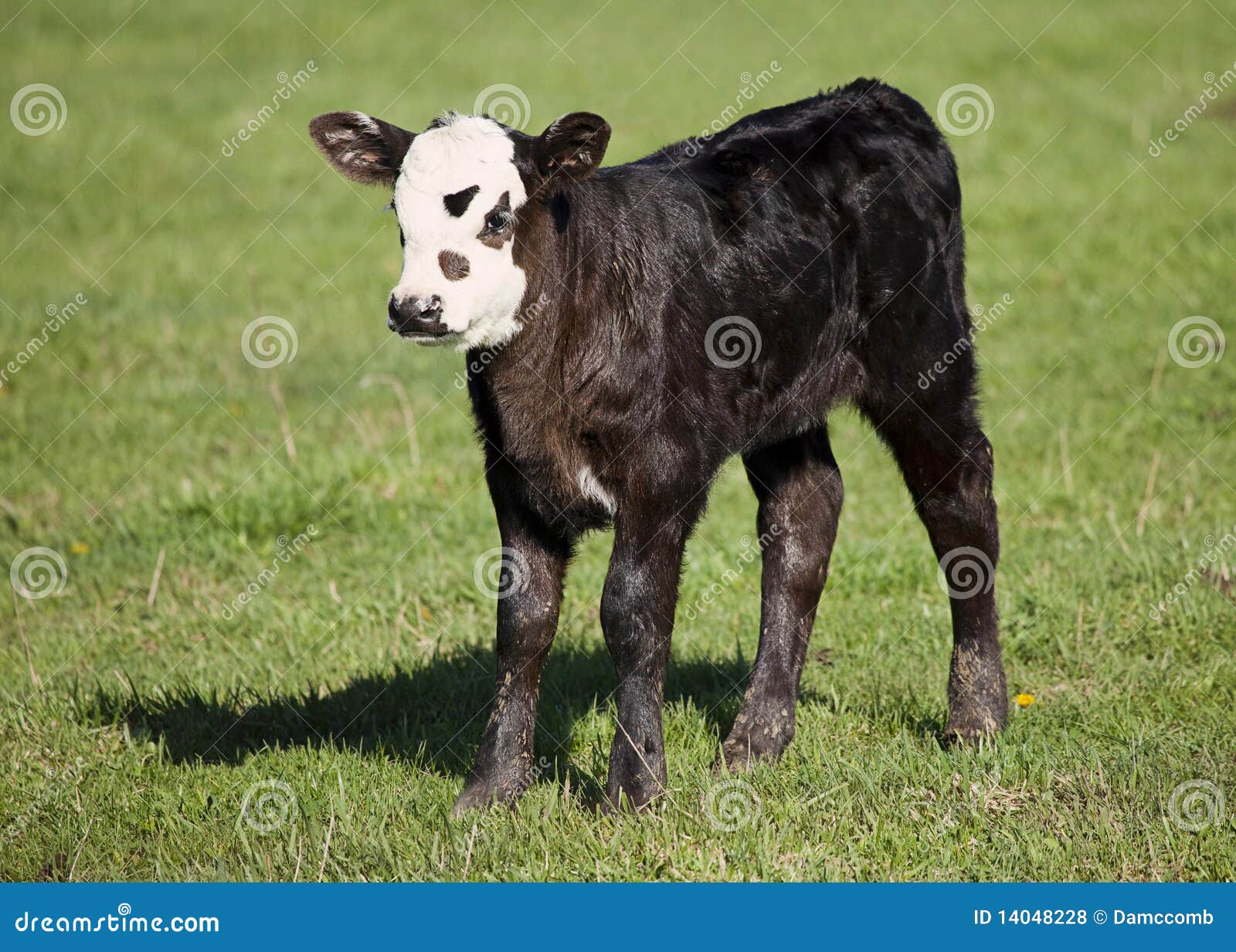 Calf stock photo. Image of field, agriculture, grass - 14048228