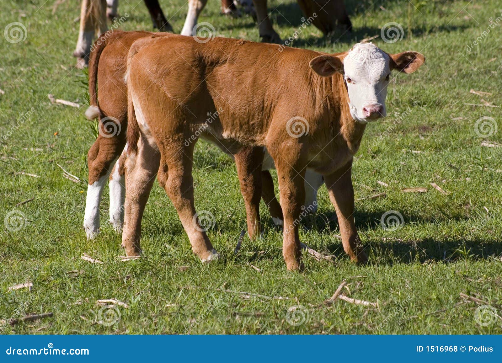 Calf stock photo. Image of bred, agricultural, breed, meat - 1516968