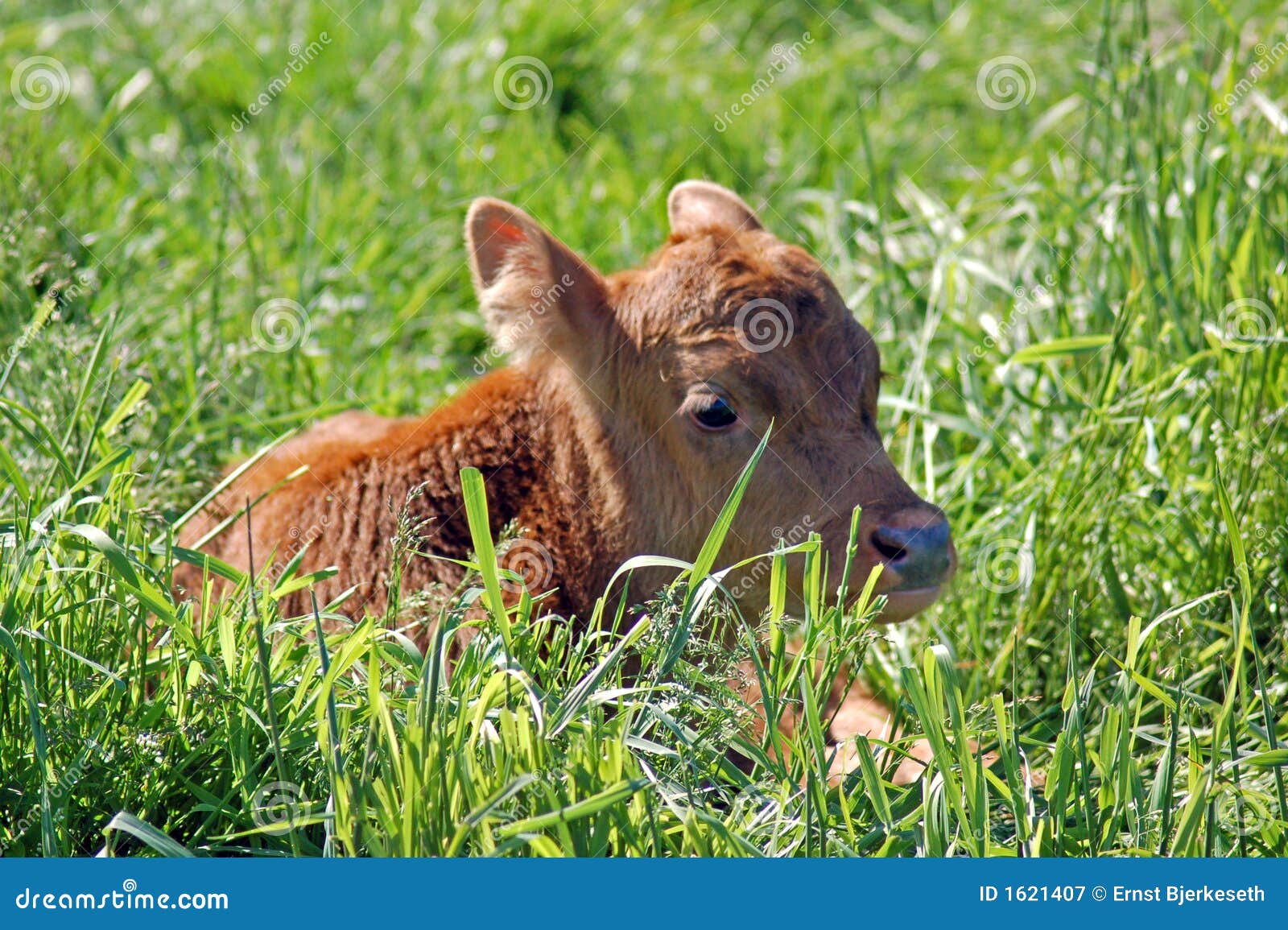 Calf stock image. Image of green, alone, relaxing, listening - 1621407