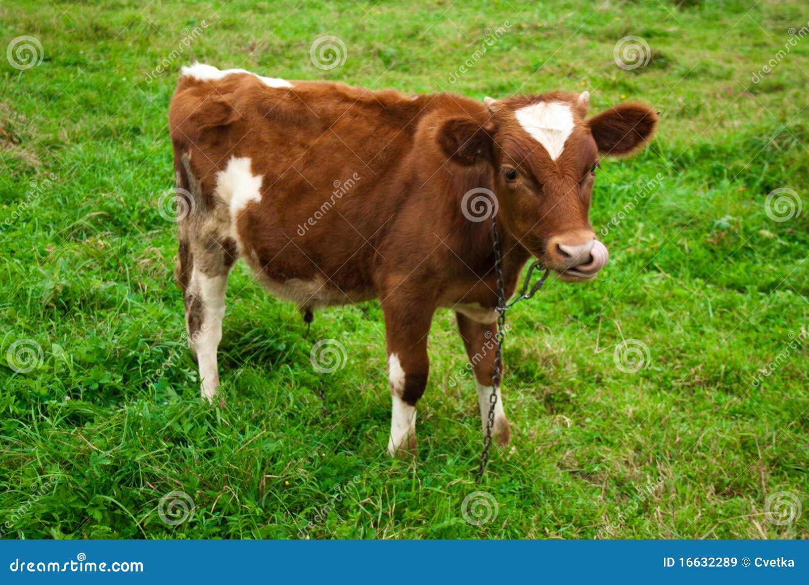 Calf stock image. Image of hooves, animal, countryside - 16632289