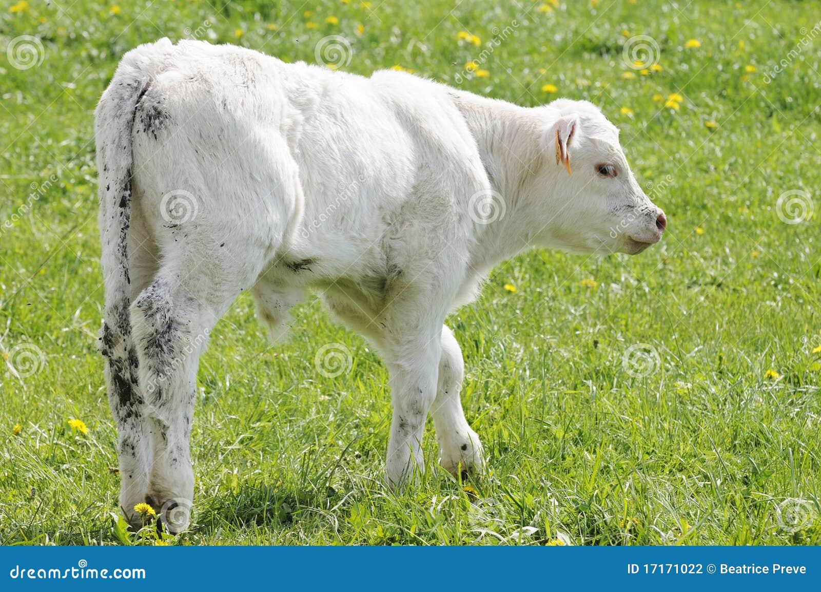 Calf stock photo. Image of calf, eating, closeup, country - 17171022