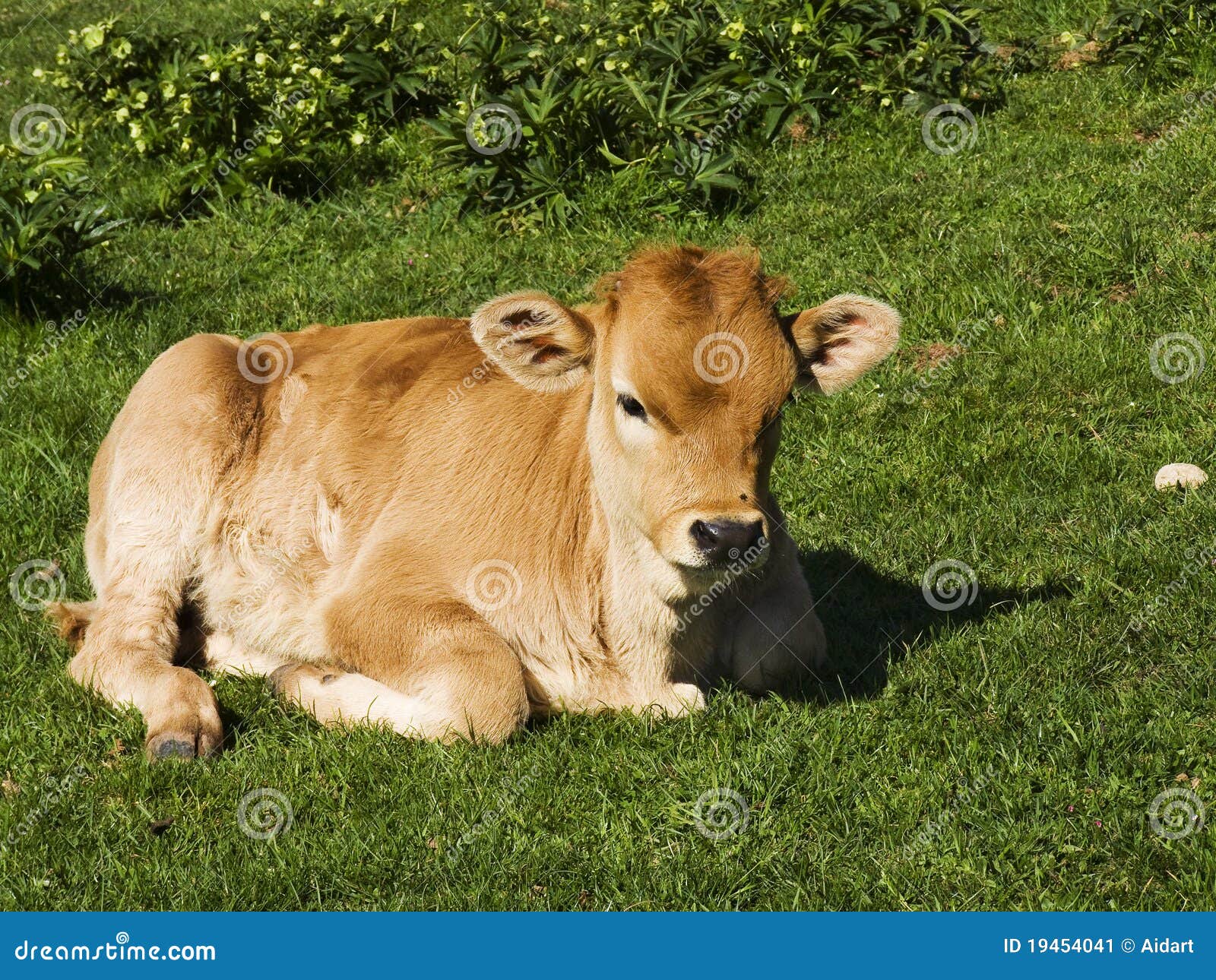 Calf stock image. Image of meat, calf, landscape, gained - 19454041