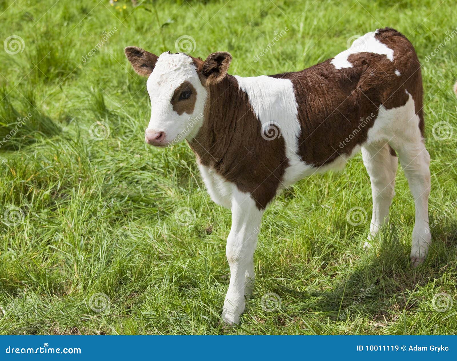 Calf 2 stock image. Image of meadow, head, animal, brown - 10011119