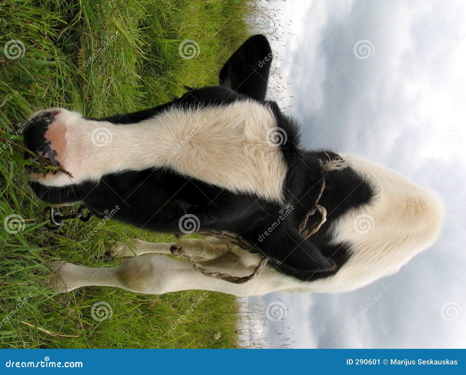 Calf stock image. Image of clouds, young, black, white - 290601