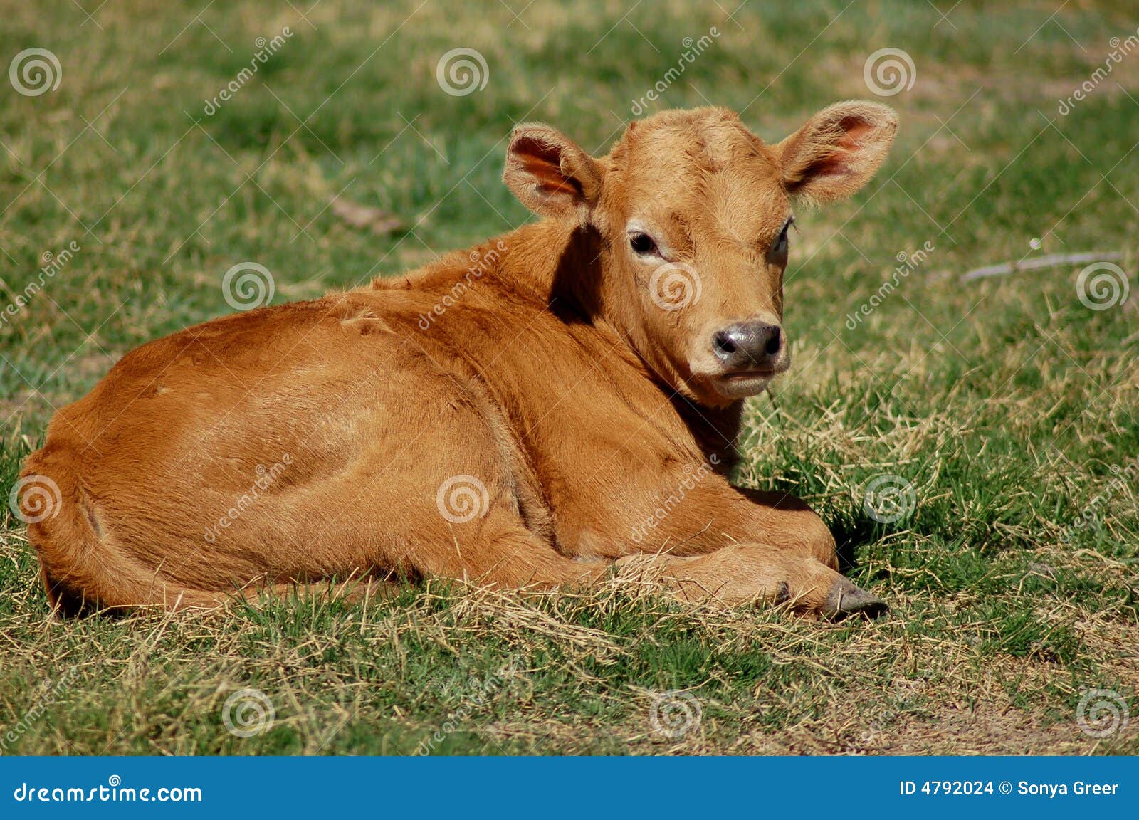 Calf stock photo. Image of baby, animal, ranching, relaxing - 4792024