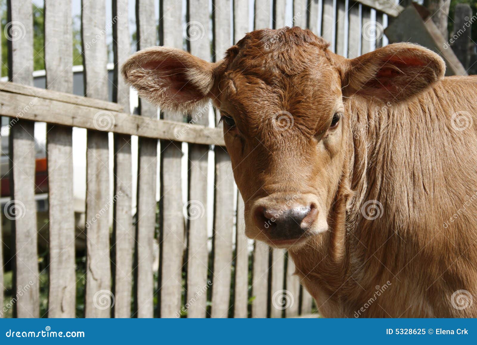 Baby Carf Photos - Free & Royalty-Free Stock Photos from Dreamstime