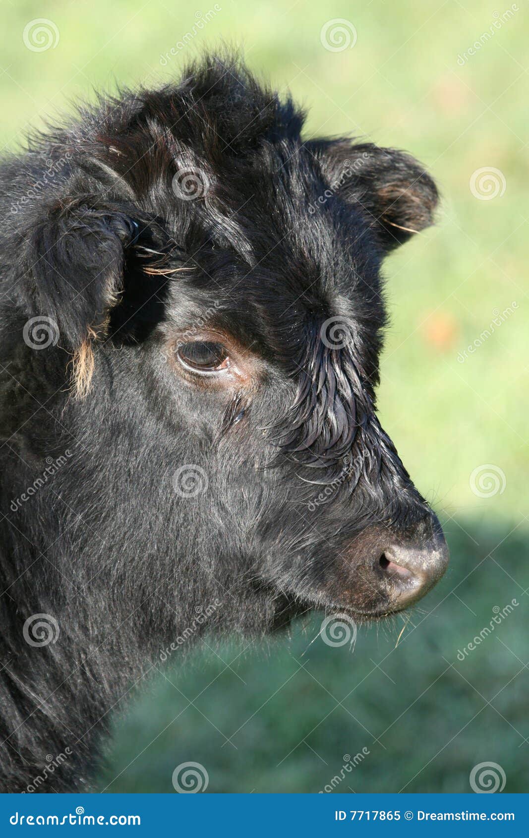 Calf stock image. Image of animal, face, nose, calf, liestock - 7717865