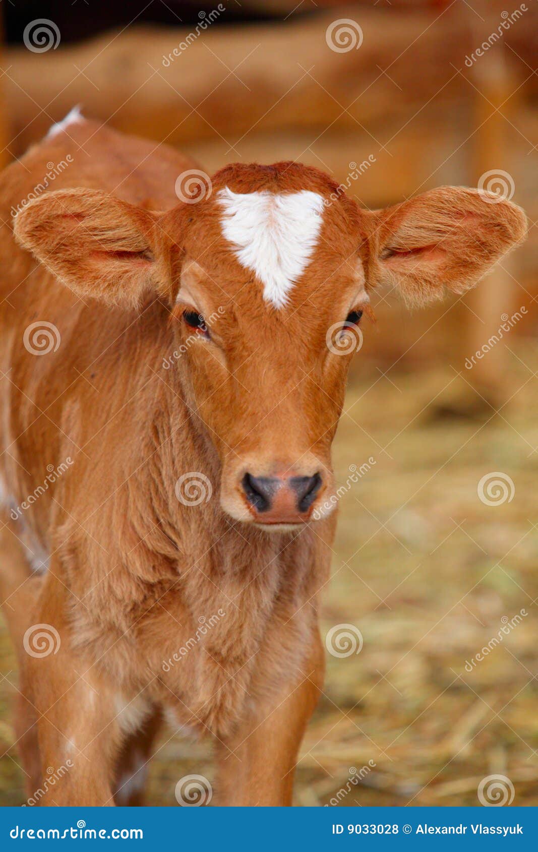 Calf stock photo. Image of meadow, face, livestock, spring - 9033028