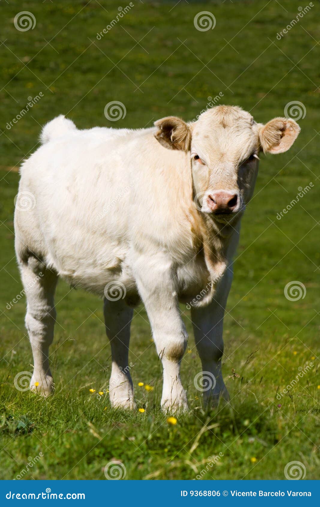 Calf stock photo. Image of calm, veal, farm, curious, grass - 9368806