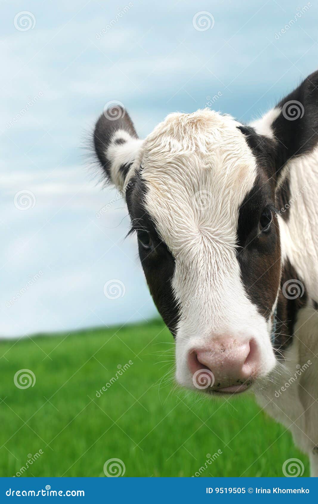 Calf stock image. Image of cattle, cute, field, rural - 9519505