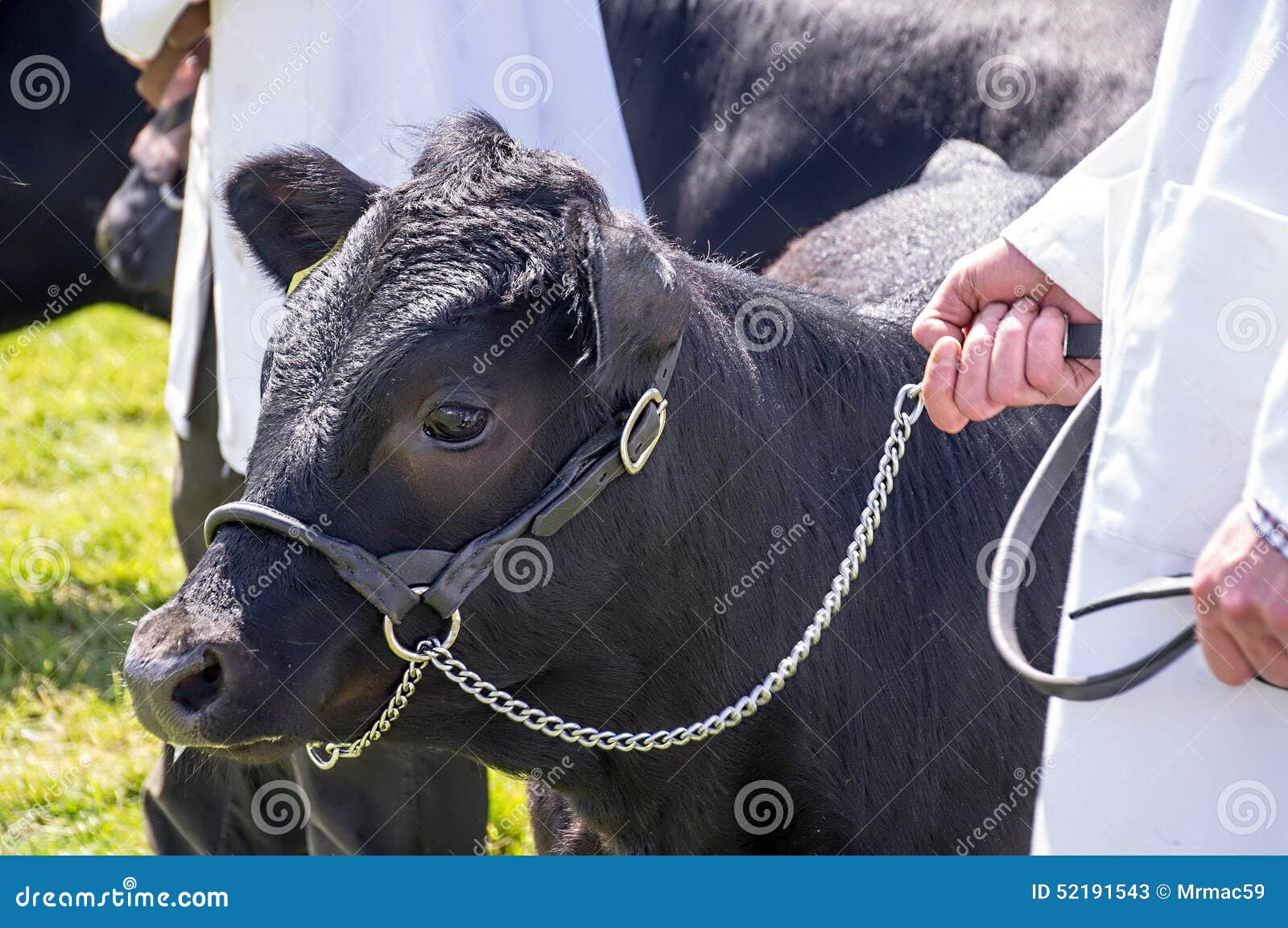 Calf stock image. Image of animal, exhibition, farm, livestock - 52191543