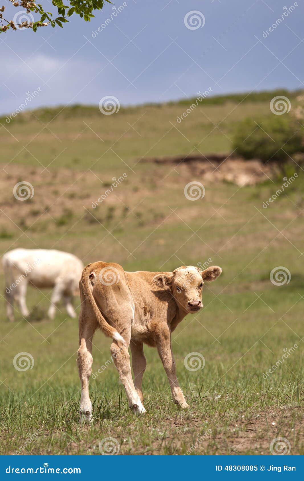 Calf stock image. Image of back, scenery, cattle, calf - 48308085