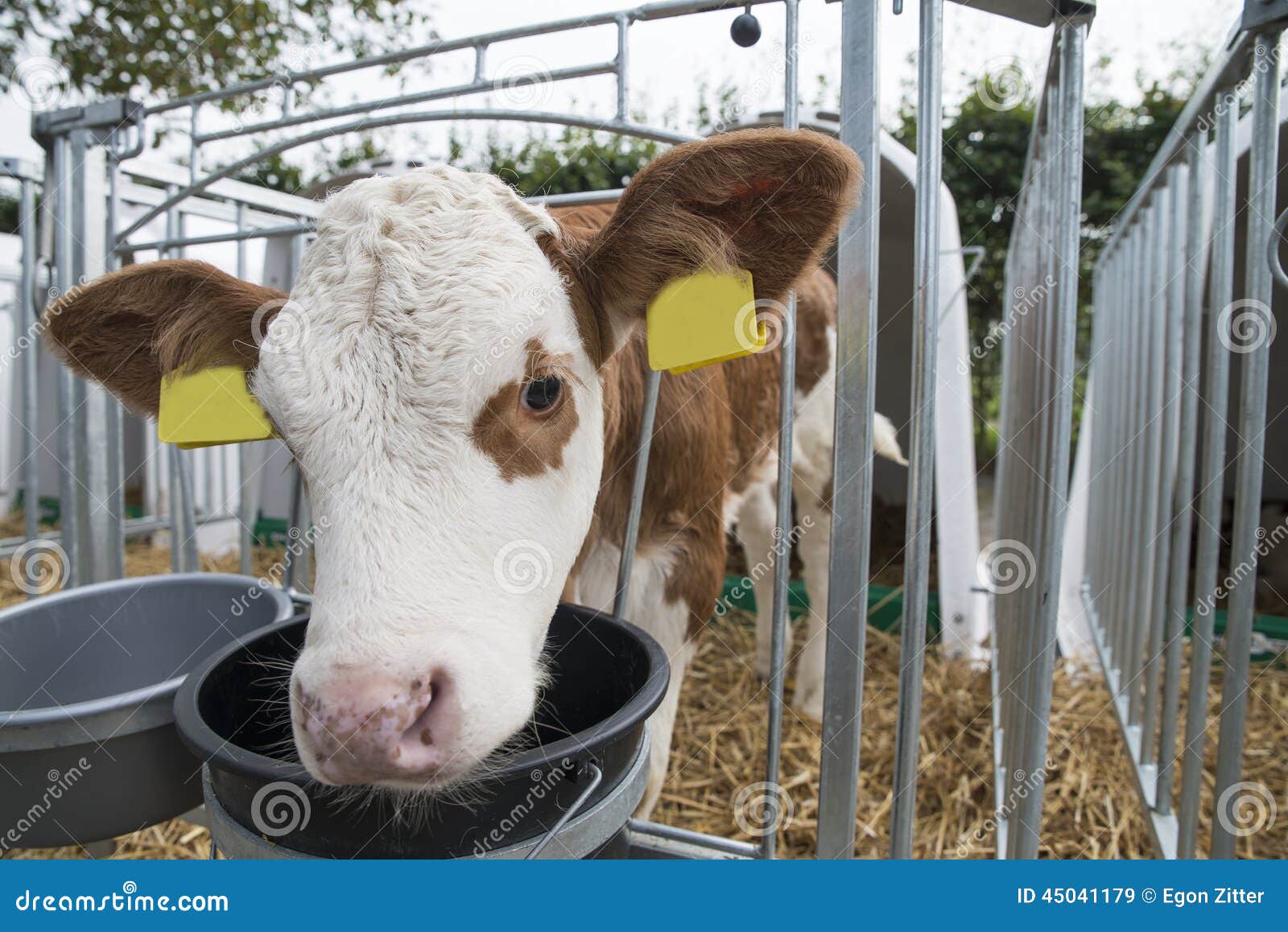 Calf in a box stock image. Image of farming, close, mammal - 45041179