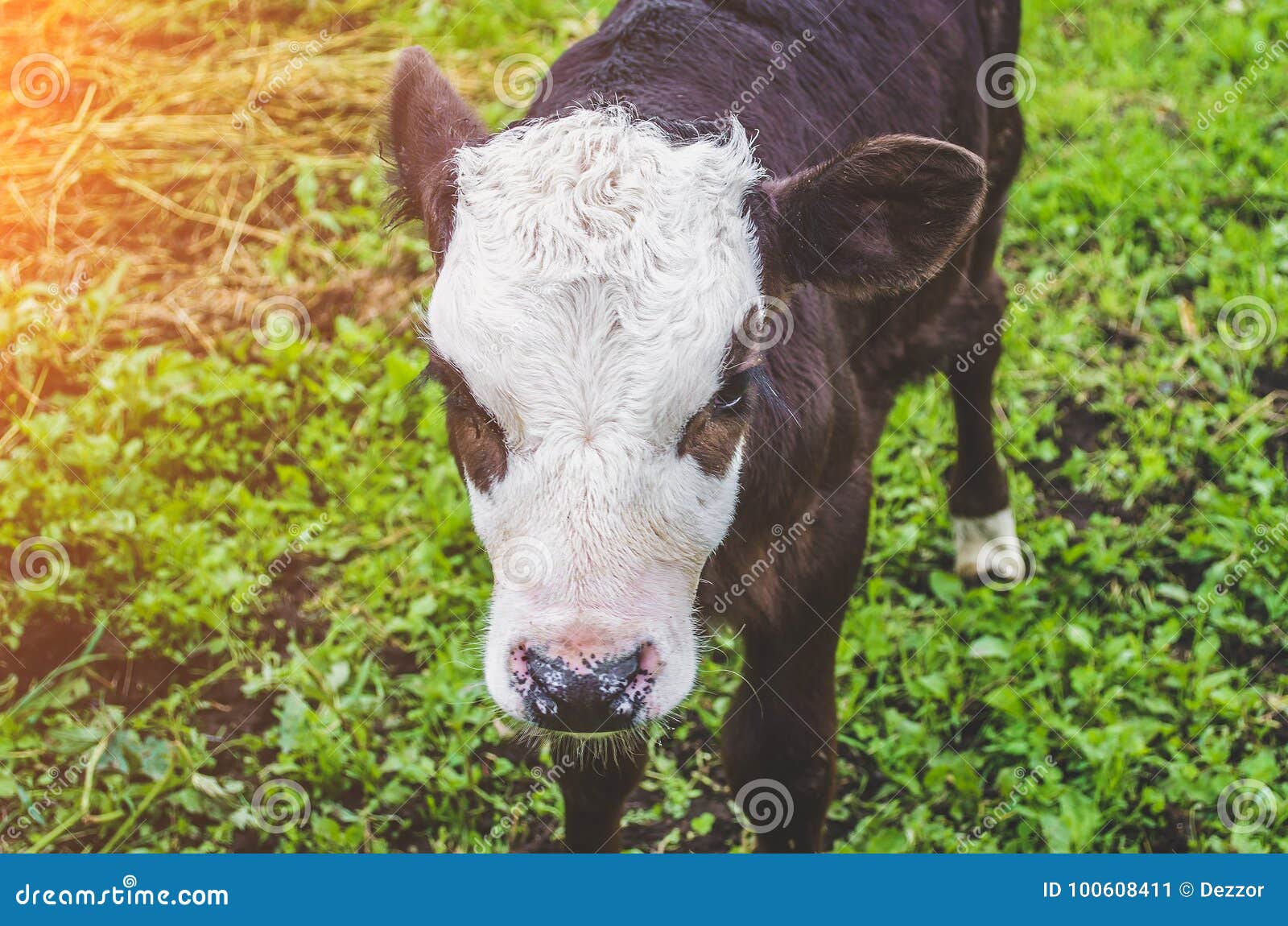 Calf Bull With Itch, Flexible Hind Leg In Neck On Head, View From ...