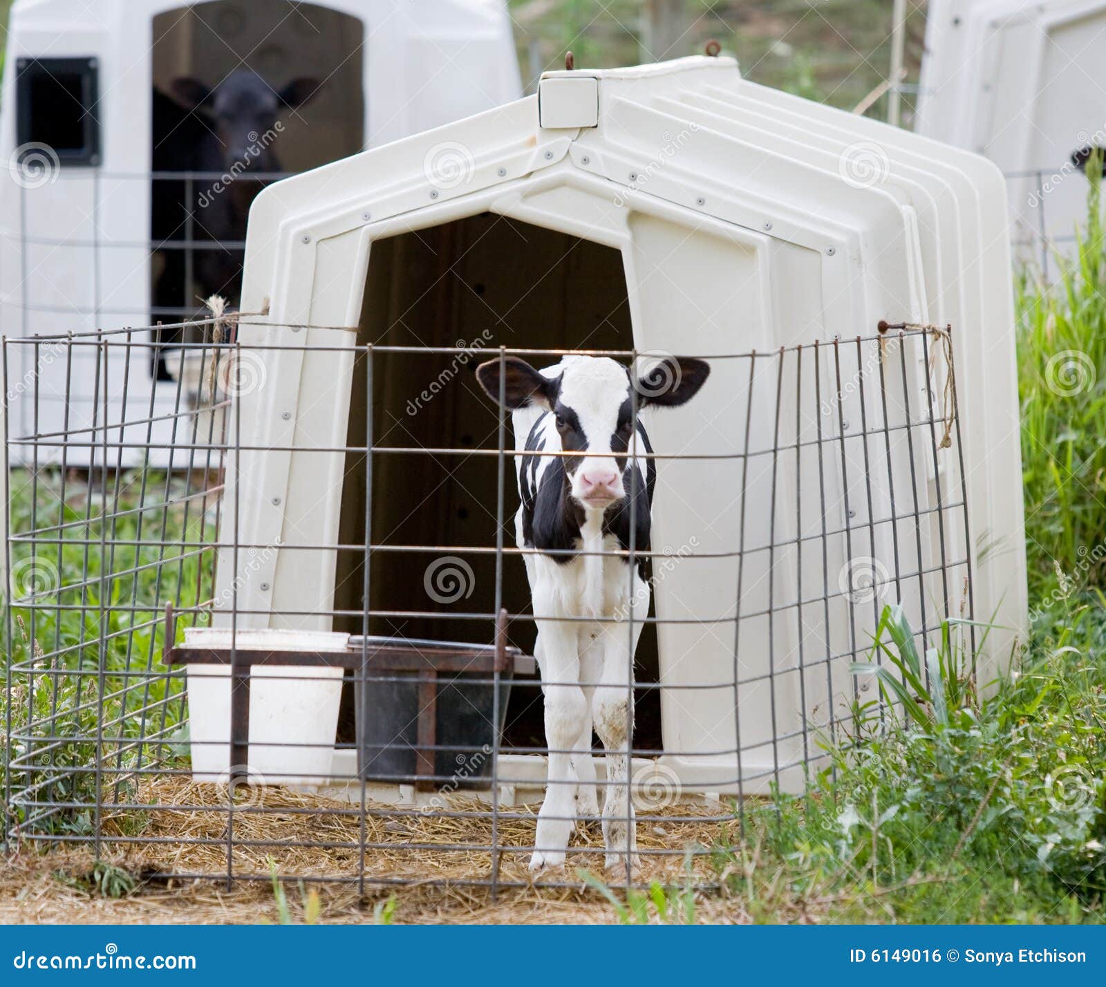 Calf in a Cage stock photo. Image of feeding, cows, farm - 6149016