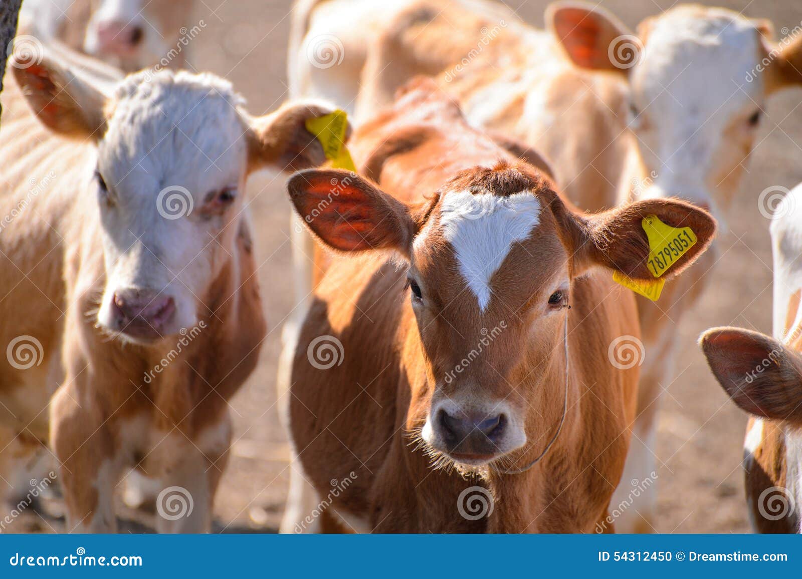 Two Cow Calves Tender Love, Red And White Portrait, Lovingly Together ...