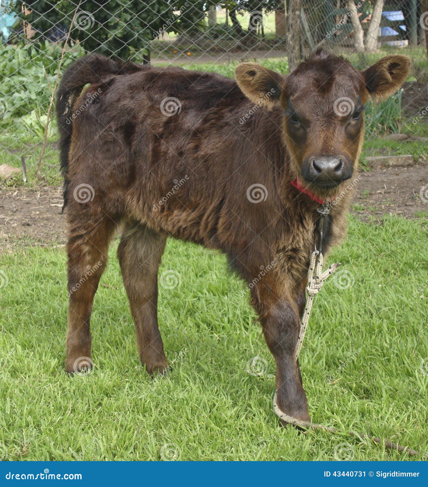 Calf caw stock image. Image of garden, months, camp, field - 43440731