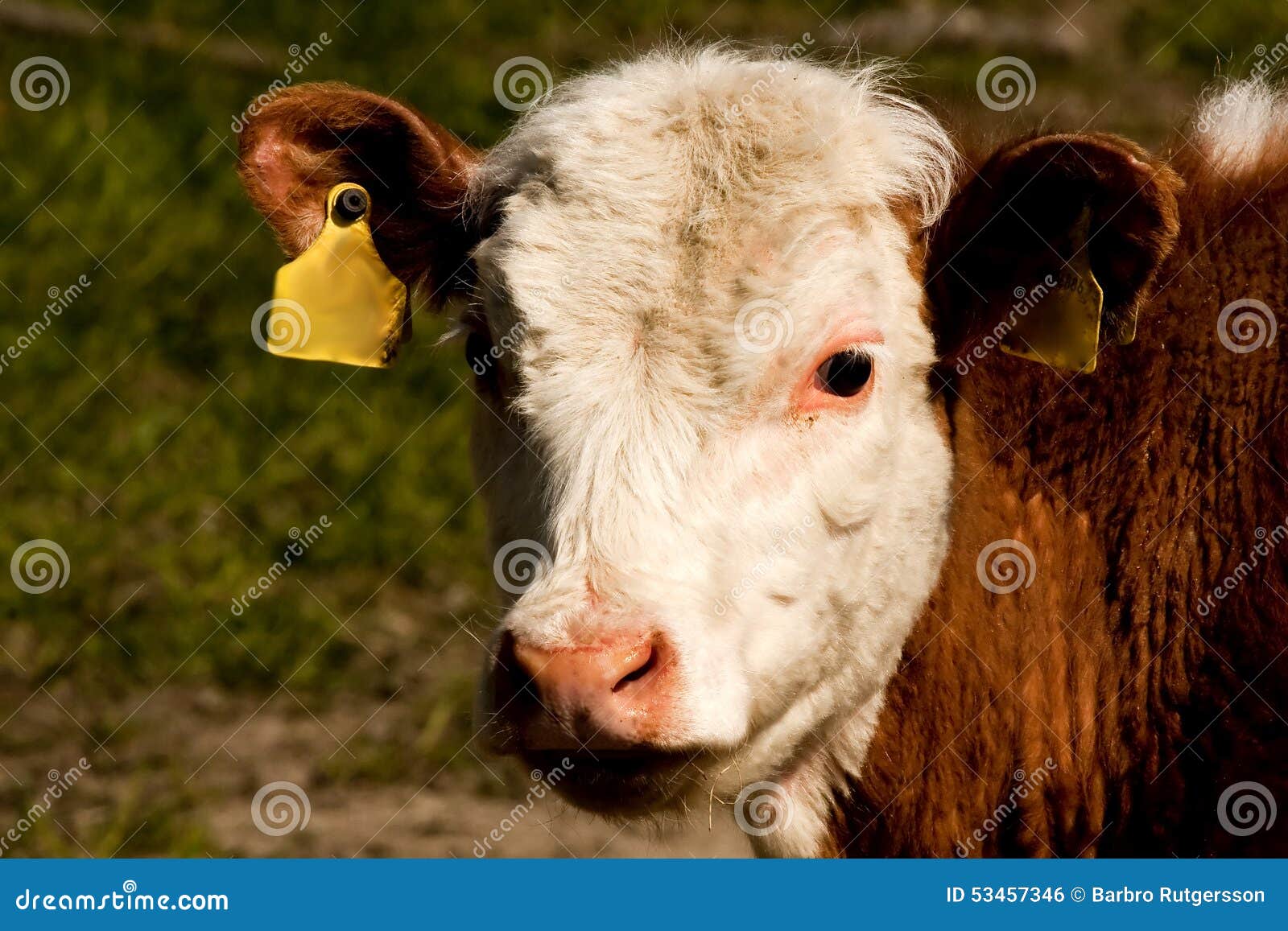 Calf stock photo. Image of cattles, hereford, calf, head - 53457346
