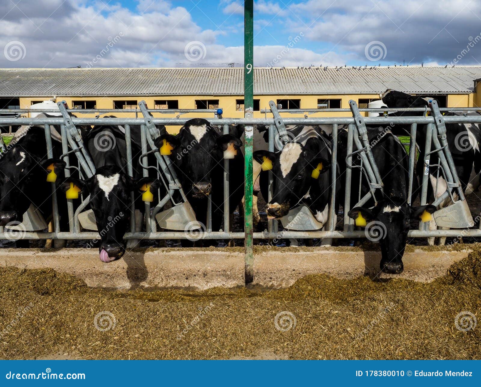 Calf and cow farm stock photo. Image of healthy, farm - 178380010