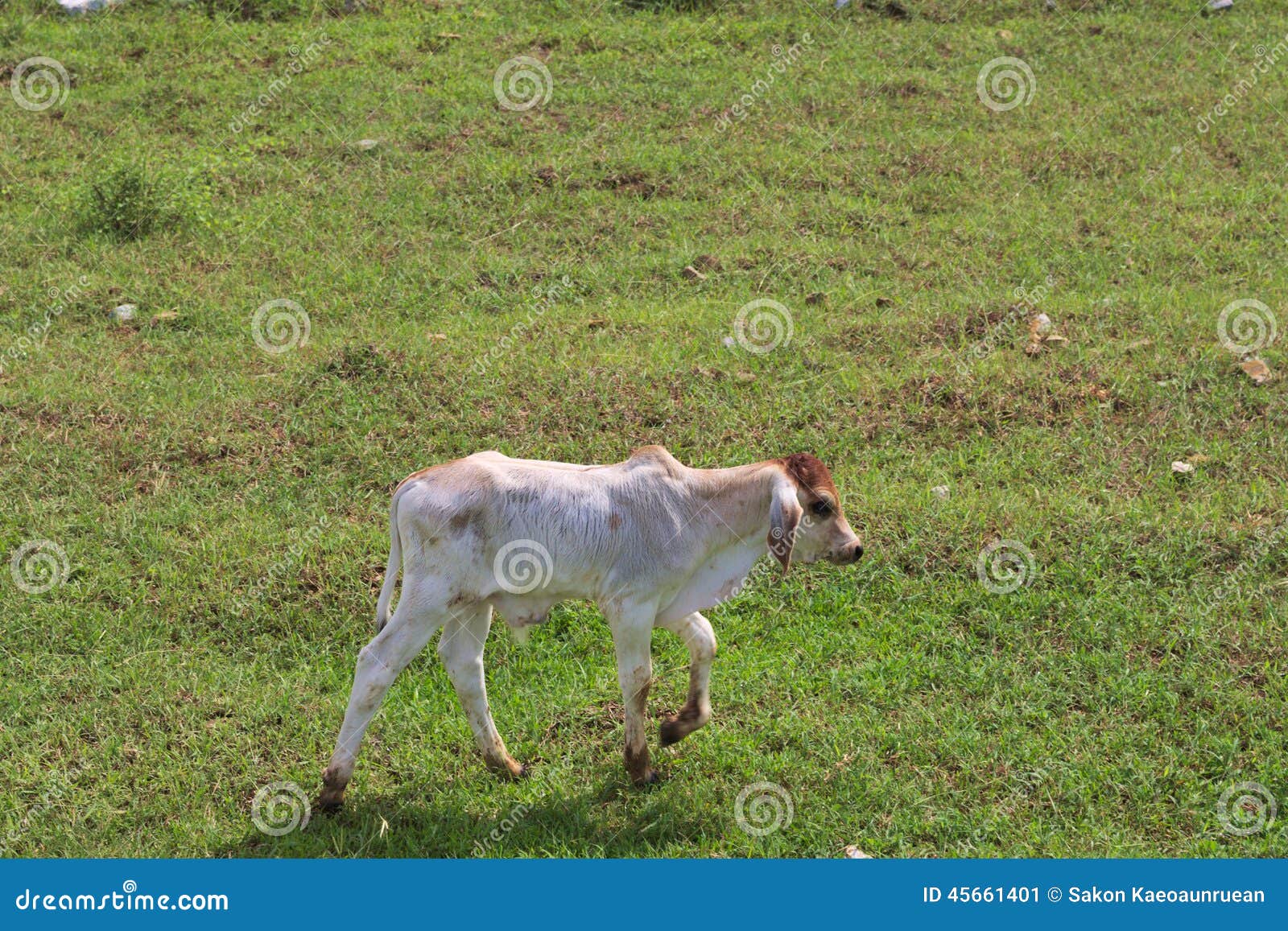 Calf cow walk stock image. Image of calf, mammal, adorable - 45661401