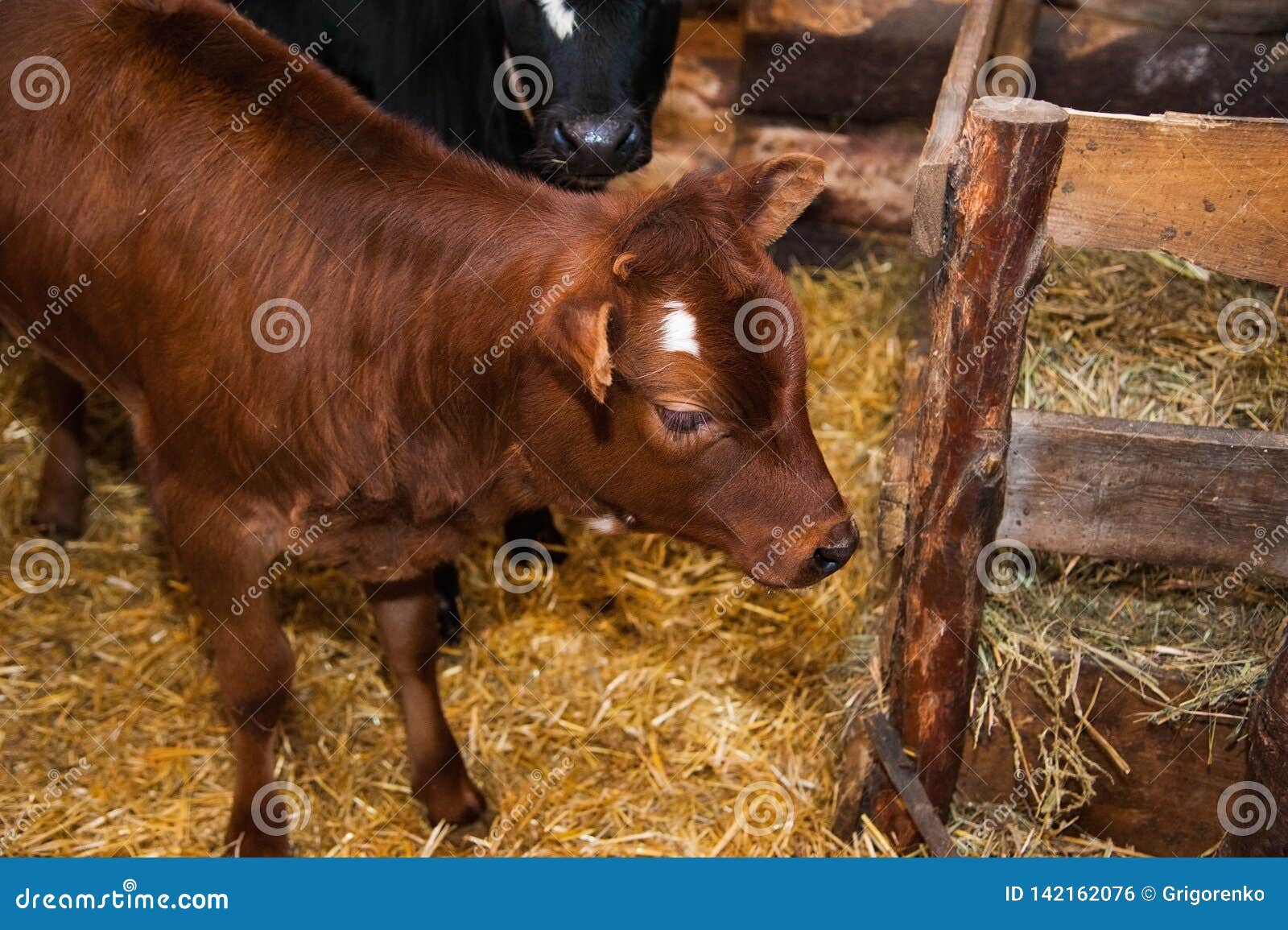 Calf in the cowshed stock photo. Image of mammal, barn - 142162076