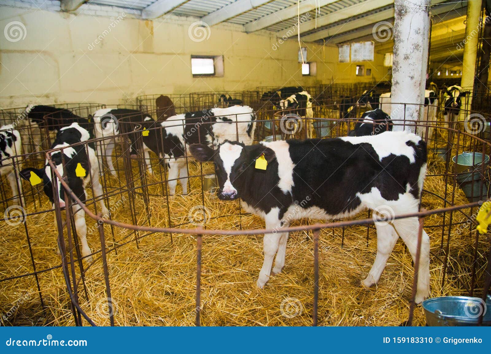 Calf in the cowshed stock photo. Image of cattle, calf - 159183310