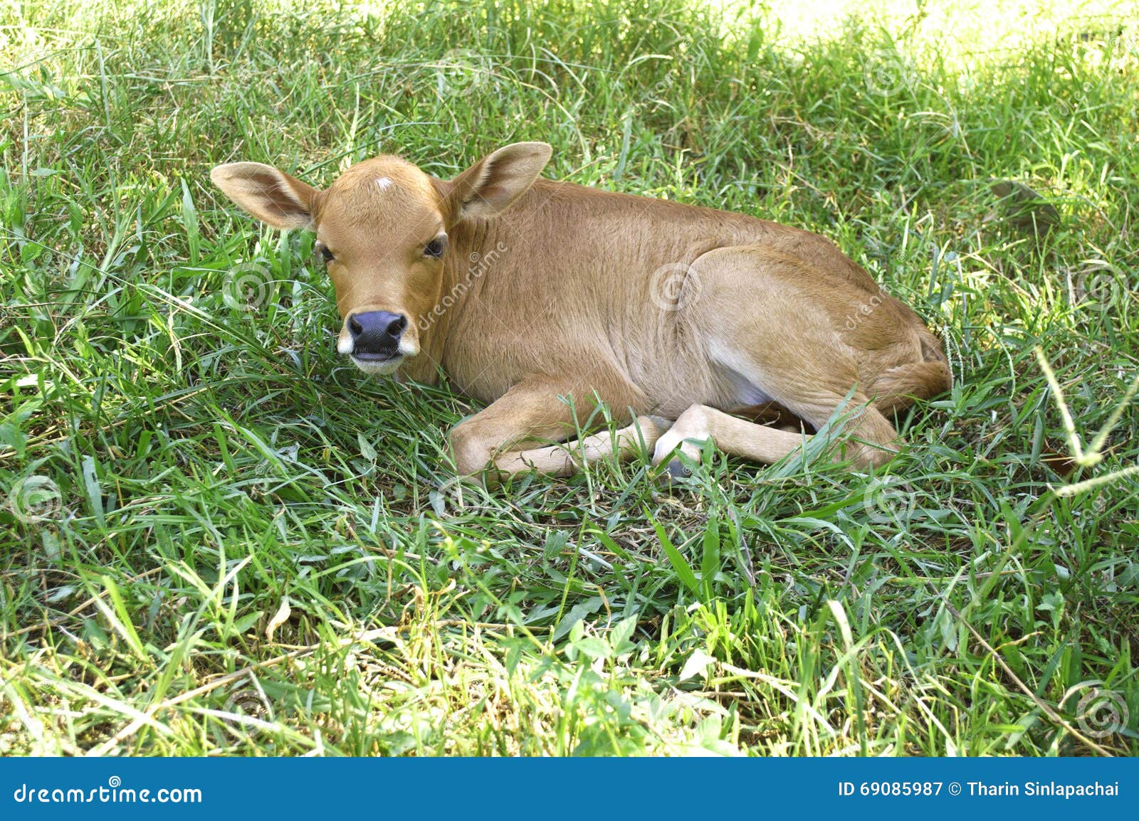 Calf stock image. Image of countryside, farmland, environment - 69085987