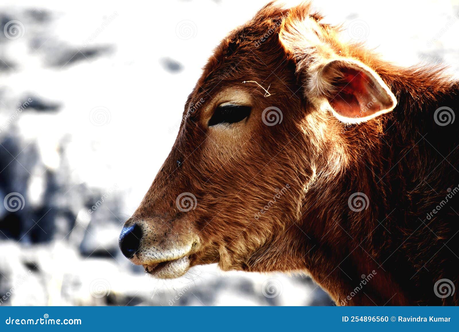 A calf, a domestic animal stock photo. Image of stallion - 254896560